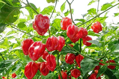 Premium Photo Habanero Pepper Plant With Red Ripe Fruits Ready For