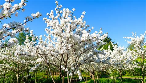 25 Beautiful White Flowering Trees Identification Guide For Gardens