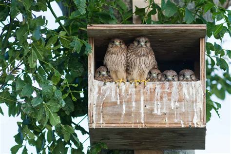 Peregrine Falcon Guide Falco Peregrinus Birding Insider