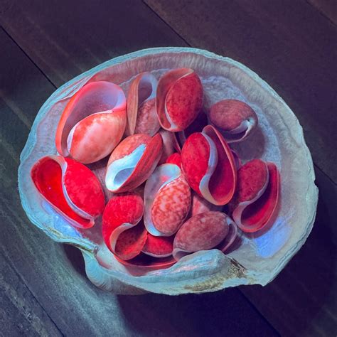 20 Bubble Shells In Chalky Lucine Shell Bowl With Clay Base Bubbles Glow Red Under Black Light