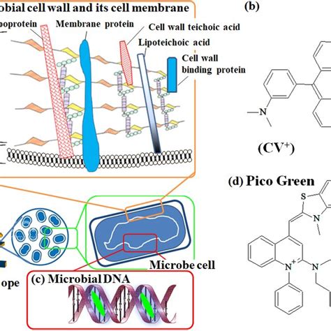 Detection Reagent Of Microbes A Schematic Diagrams Of The Microbial
