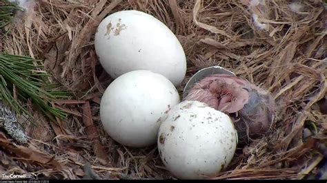 Hawk Egg