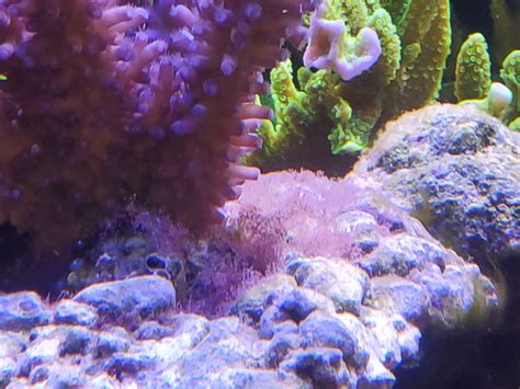 Id Of Strange Grey Algae Reef2reef