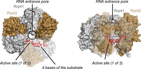 Structure Of The Sulfolobus Solfataricus Exosome In Complex With A