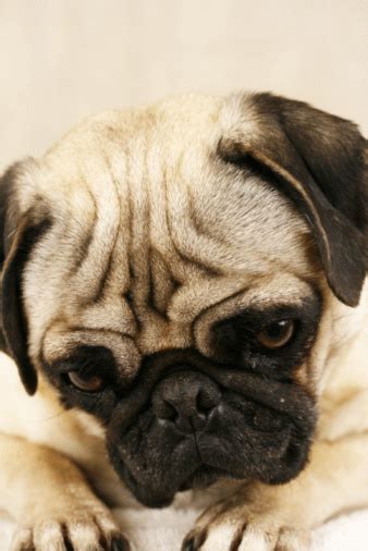 Pugging 3 Foto Stok Unduh Gambar Sekarang Anjing Anjing Pangkuan