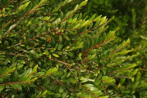 重要的园林景观植物——锡兰叶下珠 知乎