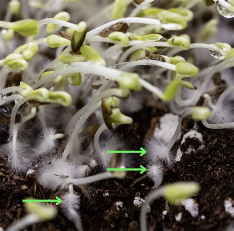 Root Hairs Vs Mold A Beginners Guide For Microgreens Microgreen