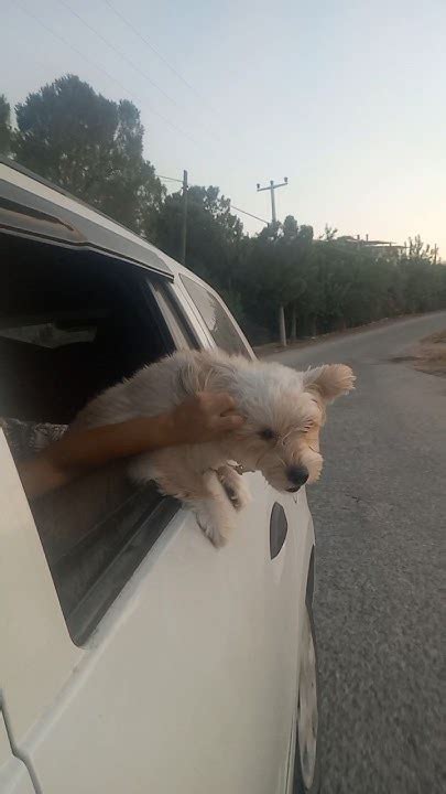 كلاب كيوت Youtube