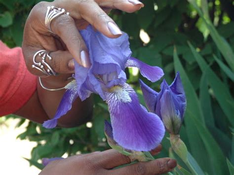 Aletha Fields Alethafields Twitter