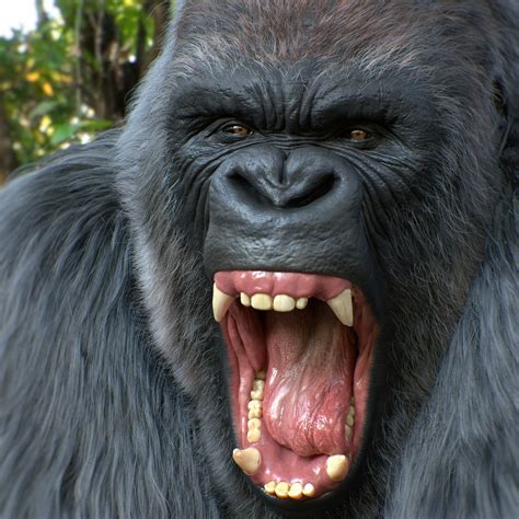 Kottish Kinsky Silver Back Gorilla