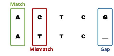 Dna Sequences Alignment Dna Is The Genetic Substance That