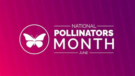 Premium Vector National Pollinators Month Background Or Banner Design