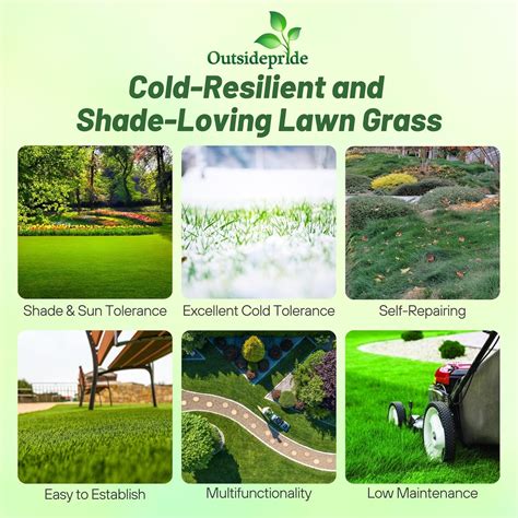 Creeping Red Fescue Grass Seed For Shade