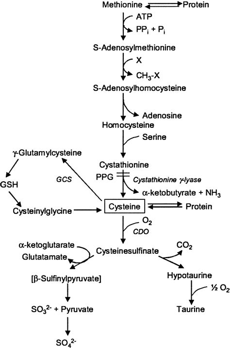 Cysteine Is The Metabolic Signal Responsible For Dietary Regulation Of