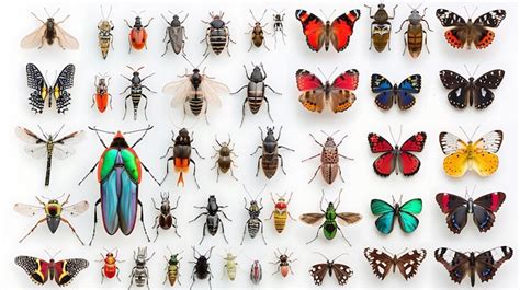 Collection Of Colorful Butterflies And Beetles On White Background