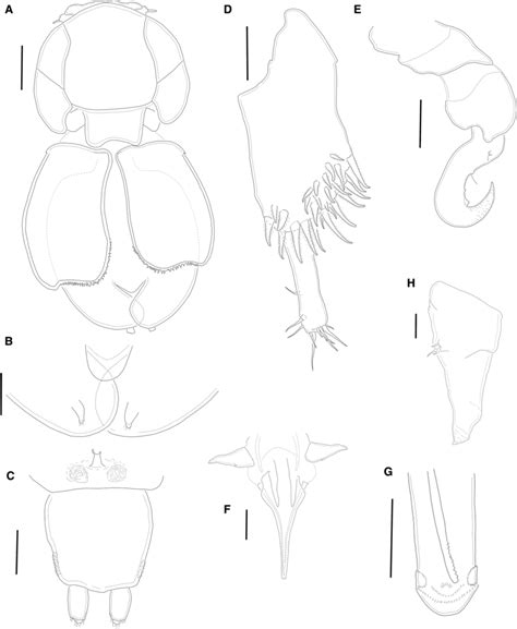 Echthrogaleus Spinulus N Sp Adult Female A Habitus Dorsal View