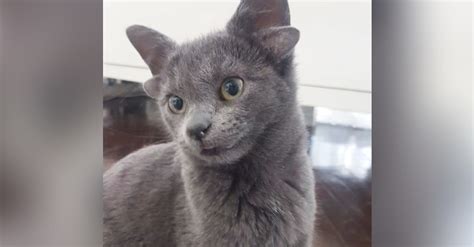 Meet Midas The Worlds Cutest 4 Eared Cat Inspiremore