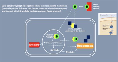 Nuclear Receptors Flashcards Quizlet