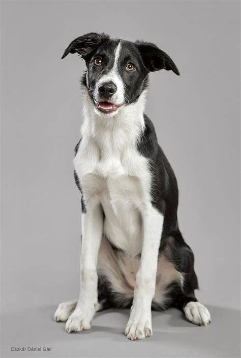 Short Haired Border Collie