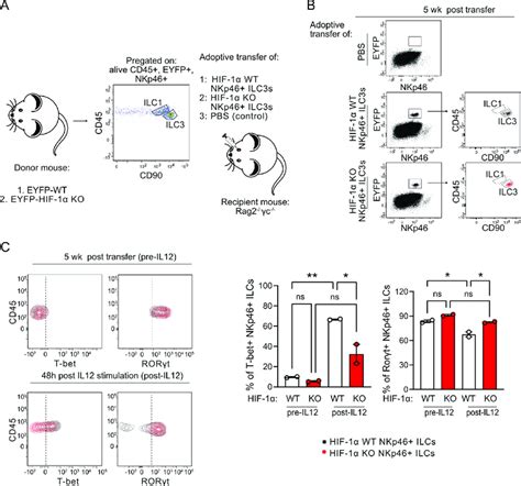 Hif 1α Contributes To Ilc3 To Ilc1 Conversion In Nkp46 Cells In Vivo