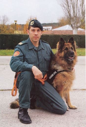 Las Condecoradas Hazañas De Ajax El Valiente Perro Que Evitó Un