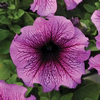 Petunia Daddy Mix F1 Seed Harris Seeds