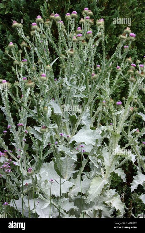 Silver Grey Foliage And Purple Thistle Like Flower Hi Res Stock