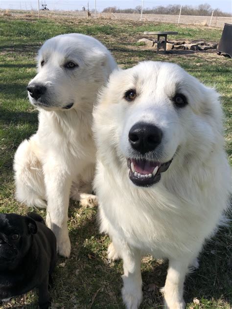 This Mom To Be Is Gorgeous Daddy Is A Hunky Hunk Too R Greatpyrenees