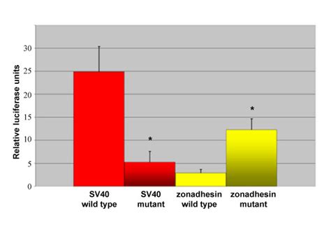 The Polya Signal Is Essential For Polyadenylation Of Male Germ