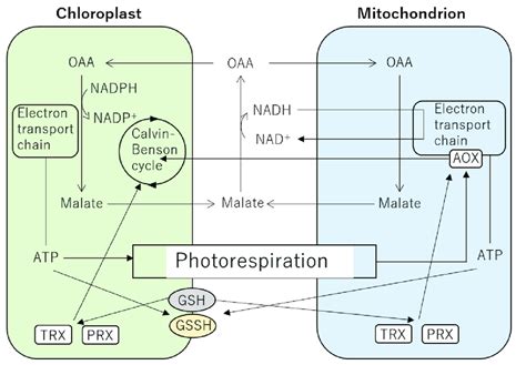 Integrations Between The Chloroplast And Mitochondrion Malate Oaa Download Scientific Diagram