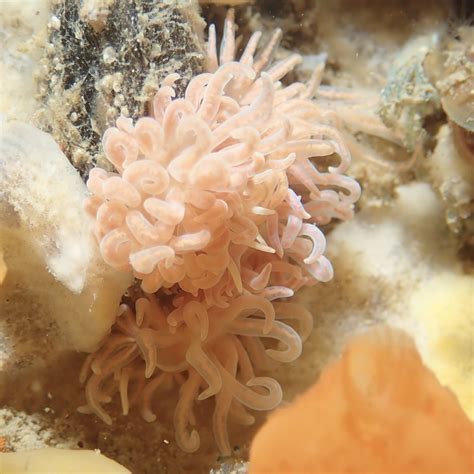 Made Up Phyllodesmium From Marina Blairgowrie Blairgowrie Vic Au On
