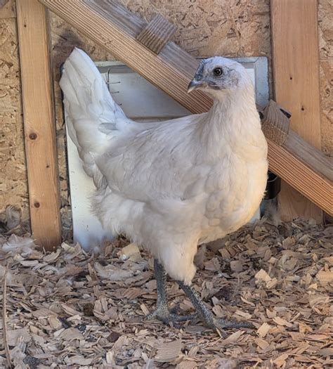Zombie Chicken Cackle Hatchery