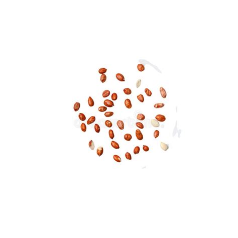 Raw Unsalted Organic Peanuts With Red Skin And White Interior Unroasted Legume Stock Image