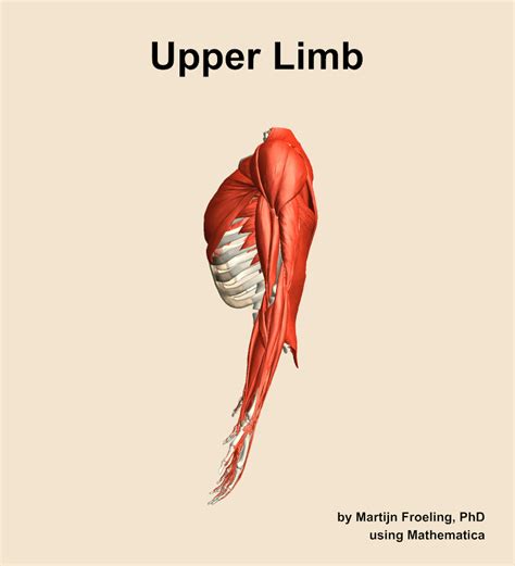 Muscles Of The Upper Limb