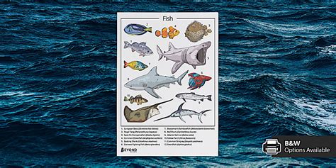 Fish Display Poster Teacher Made Twinkl