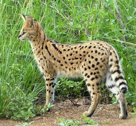 Serval Carnivore Conservation Compendium