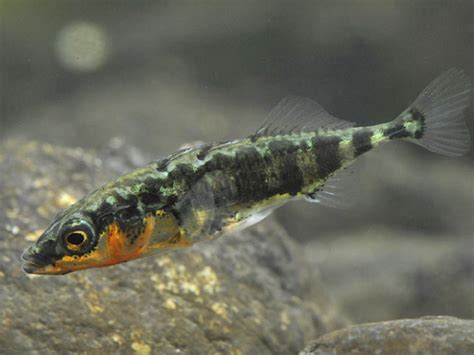 Gasterosteus Aculeatus Bac Hpc And Bioinformatics At Szn