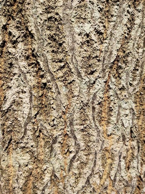 Amazing Natural Pattern Of Tree Bark With Wave Textured And Brown Color