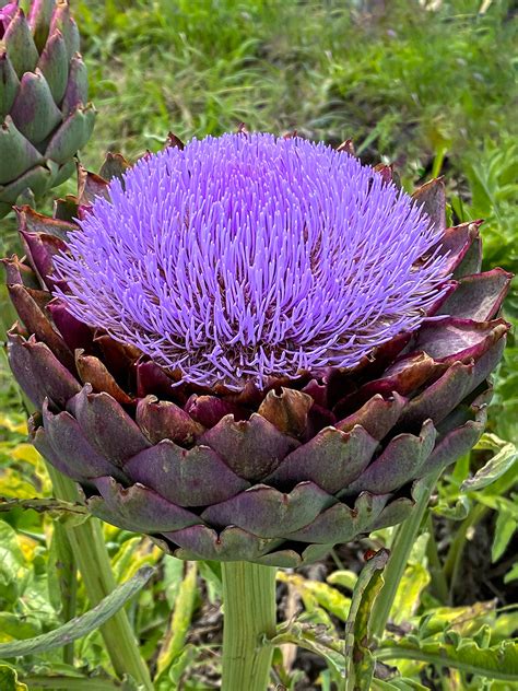 Cardoon Globe Artichoke Dutchgrown™
