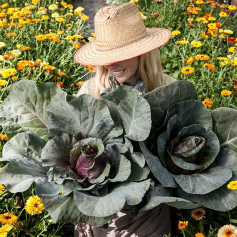 Organic Mermaids Tale Cabbage V1 Fruition Seeds Fall Crop