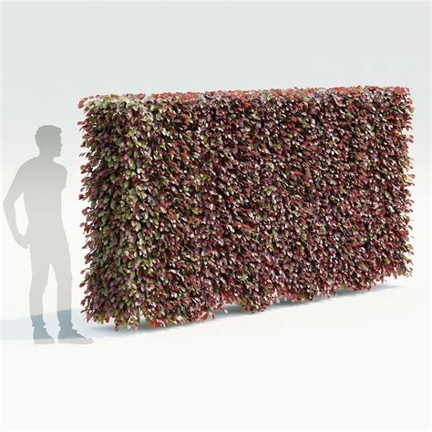Fagus Sylvatica Hedge 3d Model Cgtrader