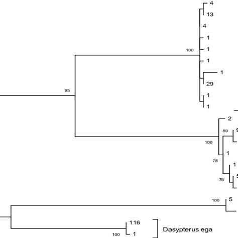 Mismatch Distribution For Combined Cytochrome B And D Loop Haplotypes