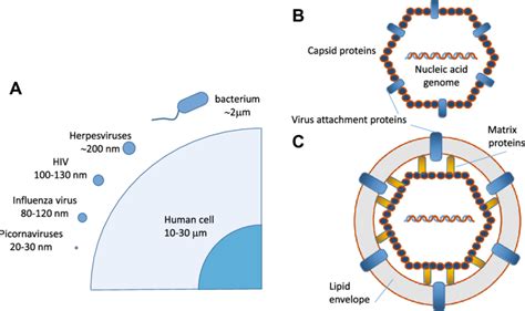 A Virus And Cell Size Comparison Not To Scale Human Viruses Can Vary