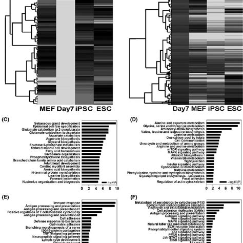 Hierarchical Cluster And Go Analysis Result Of Genes Expression Pattern