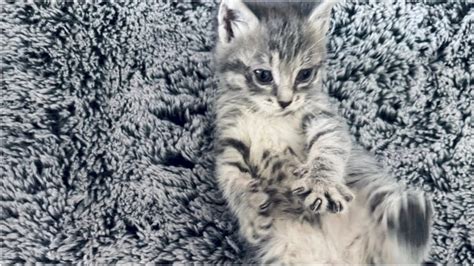 B365 Foto Pufuleț Un Pui De Pisică Tărcat în Nuanțe De Gri A Fost