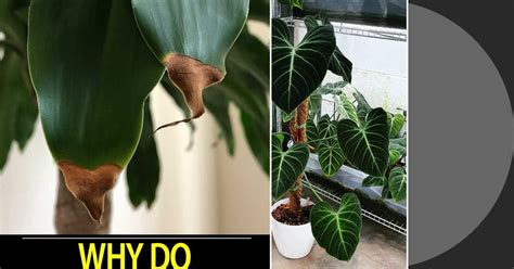 List Gardening Curated By Stefano Cappellini Medium
