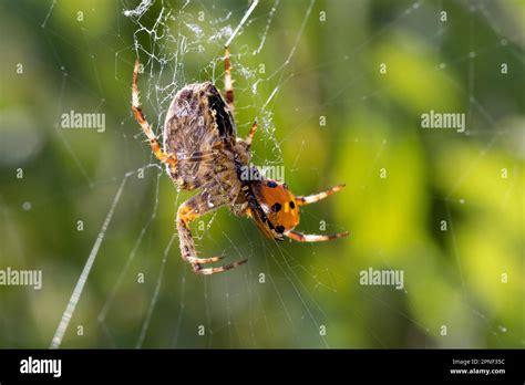Cross Orbweaver European Garden Spider Cross Spider Araneus Diadematus Female With Caught