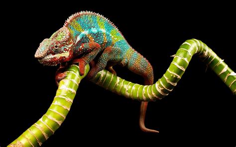 Lizard Wallpapers 4k Hd Lizard Backgrounds On Wallpaperbat