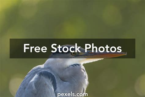 Bird Observation Photos Download The Best Free Bird Observation Stock