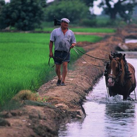 10 Rice Irrigation System Photo Mercè Mariano Download Scientific